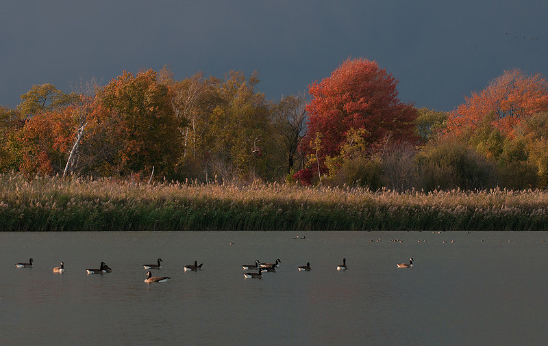 Morris Bennett Altman | Landscape